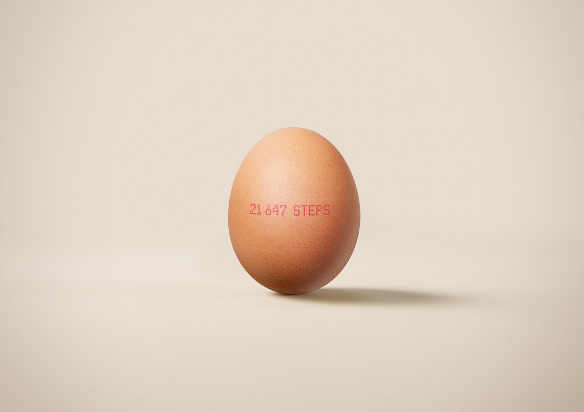 Honests Eggs, the first-ever fitness trackers designed for chickens – A ...